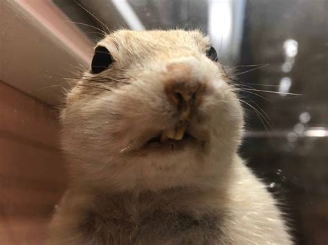 Spot The Gopher Seek And Find Western Development Museum