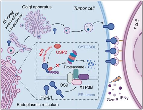 Usp2 Promotes Tumor Immune Evasion Via Deubiquitination And
