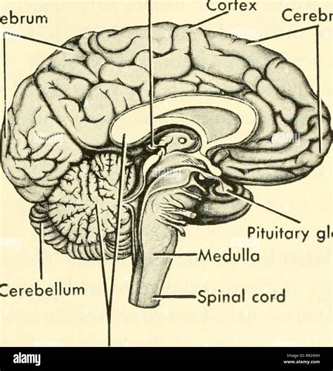 Pineal Gland Sheep Brain Solved Name Sheep Brain Dissection