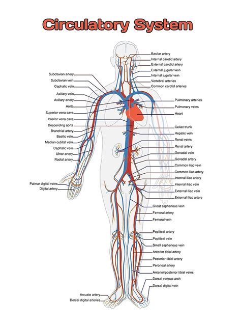 Circulatory System Diagram Unlabeled Circulatory System Diagram Unlabeled