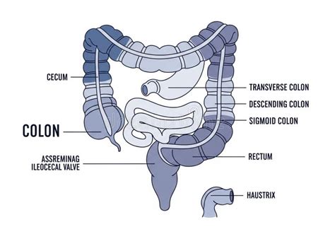 Anatomical Illustration Of The Human Colon In Shades Of Blue Stock