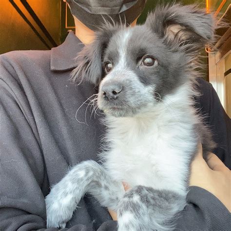 싸개싸개 무료강아지분양사이트