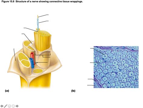 Nerve Structure Diagram Quizlet