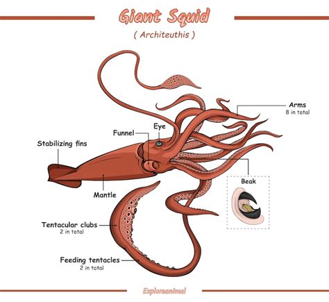 Premium Vector Anatomy Of A Giant Squid Illustration