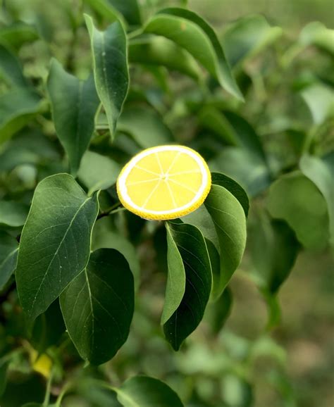 Lemon Pin Citrus Pin Cute Pin Pins Cute Fruit Pin Fashion Pin