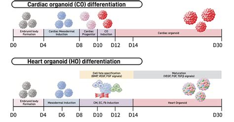 Cardiac Organoids Cardiac And Heart Organoid Nexel Human Ipsc Derived
