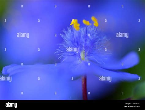 Closeup Of Spiderwort Tradescantia Spp Flower Showing Yellow Anthers