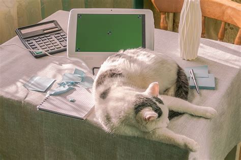 집에서 원격 작업 프리랜서 온라인 공부 고양이는 종이를 토러 와 테이블에 잠 들었다 크로마키 화면 원격 작업 연구 개념 복사 공간 고양이 새끼에 대한 스톡 사진 및 기타