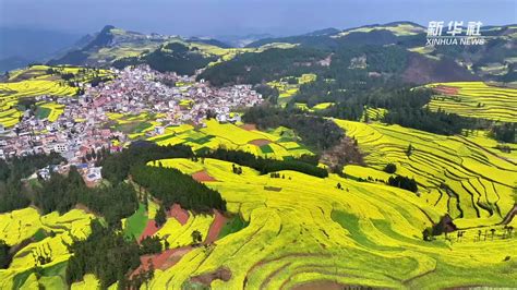 穿越机视角打卡罗平金色花海 凤凰网视频 凤凰网