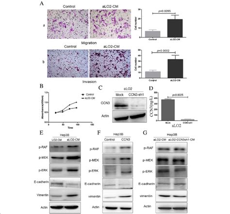 CCN3 From Hepatic Cells Increases HCC Growth And Migration And Induces Download Scientific