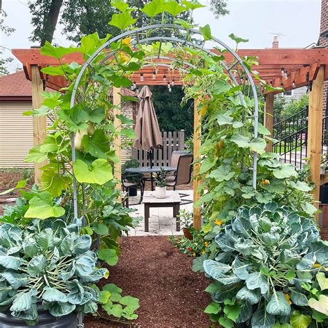 Maximize Garden Space With Squash Trellises