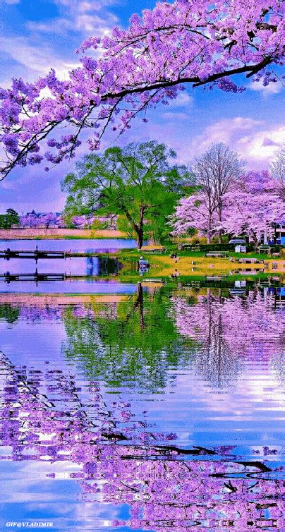 Cherry Blossom  Ice