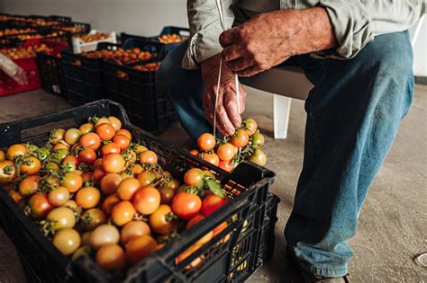 이탈리아 의 남쪽에서 겨울 시간을 위해 그들을 보존하기 위해 벽에 체리 토마토를 매달려의 오래된 전통 0명에 대한 스톡 사진 및 기타 이미지 Istock