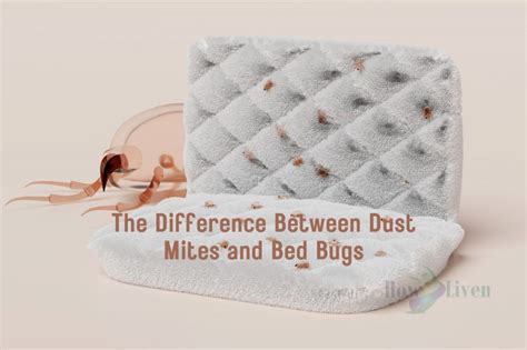 The Difference Between Dust Mites And Bed Bugs Howliven