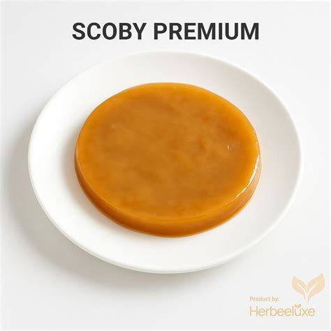 Scoby Kombucha Premium I For Fermented Tea Drinks Organic I