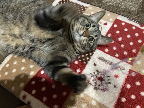 GWのまぐちゃん キャットシッターねんねこ日誌