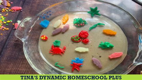 5 Tide Pool Facts And Create An Edible Tide Pool Diorama Ideas