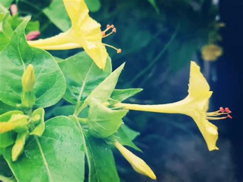 분꽃의 파종시기 및 개화 이야기와 효능 네이버 블로그 분꽃의 파종시기 및 개화 이야기와 효능 네이버 블로그