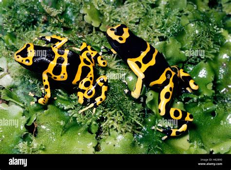 Yellow Banded Poison Dart Frog Dendrobates Leucomelas Displaying