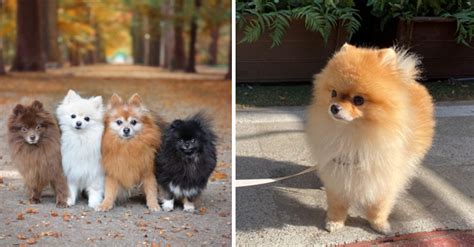 포메라니안 종류 18가지 털 색깔과 무늬로 구분해요 비마이펫 라이프