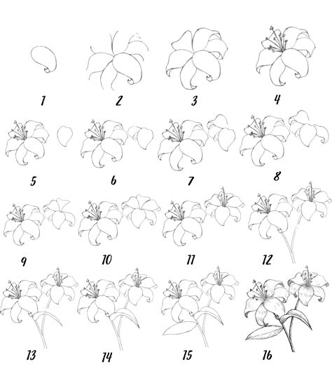 Step By Step Lily Flower Drawing Tutorial