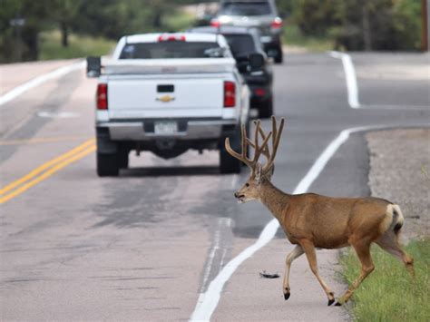 Watch For Wildlife Avoid Collisions