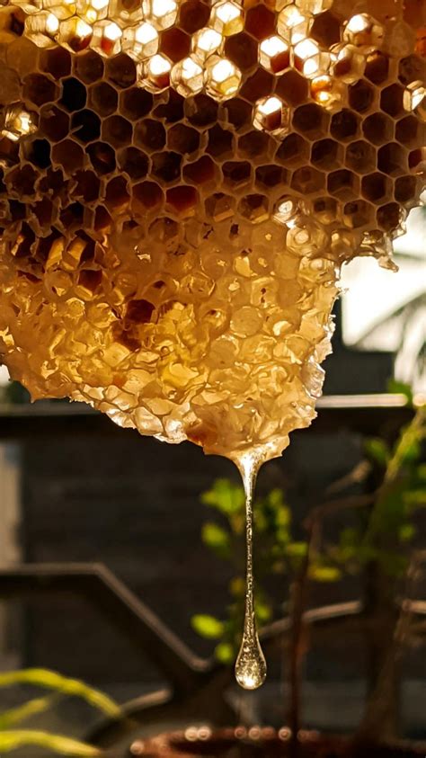Hekpoort Honey Farms 100 Pure Premium Quality South African Honey