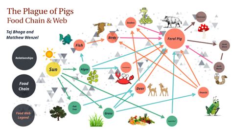 The Plague Of Pigs Food Chain And Web Tej Bhoga And Matthew Wenzel Sun