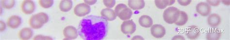 常见的单核细胞标记物有哪些？ 知乎
