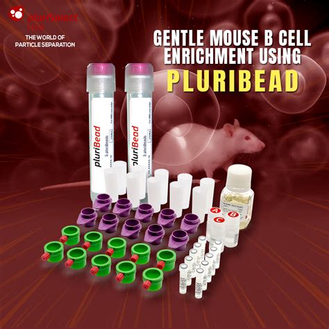 Gentle Mouse B Cell Enrichment How To Culture Isolated Fragile Mouse B Cells
