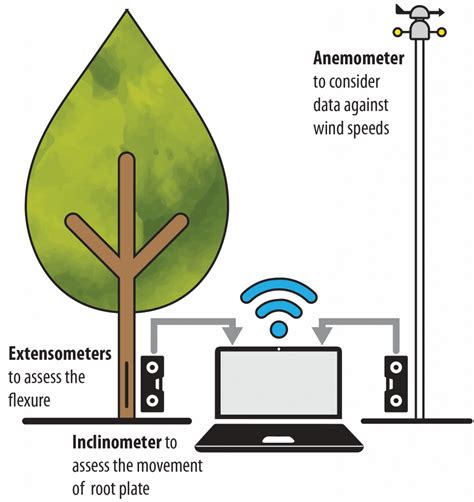 Dynamic And Static Tree Assessment Independent Arboriculture And