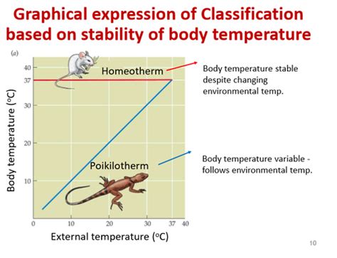 L13 Thermal Physiology Flashcards Quizlet