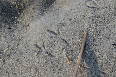 Štetje Vodnih Ptic V Kozjanskem Parku Vaš Kanal