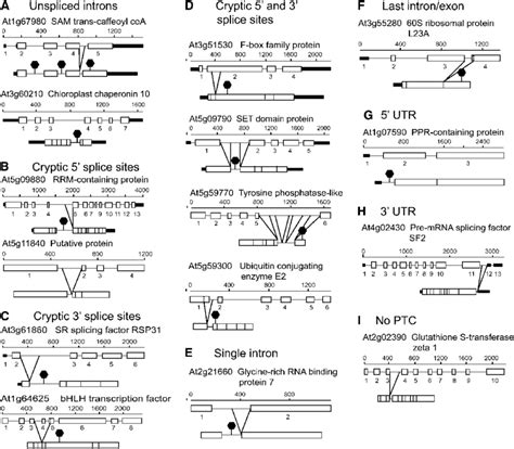 schematic diagrams of gene structures of representative aberrantly