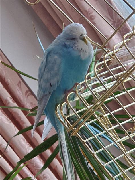 Which Sex Is My Bird Rbudgies