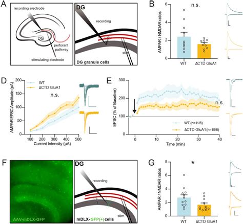 The Glua1 Cytoplasmic Tail Regulates Intracellular Ampa Receptor