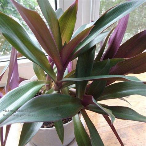 Рео уход в домашних условиях Какое растение можно посоветовать начинающему цветоводу дабы