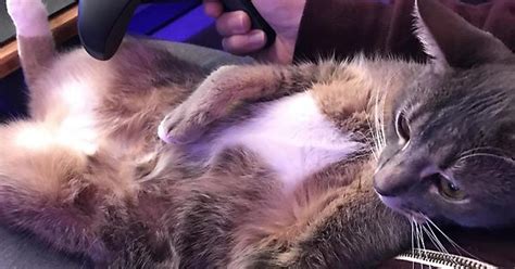 Human Cat Album On Imgur