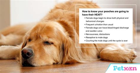 Periods Or Menstruation In Dogs Blog Petxan Online Pet Store