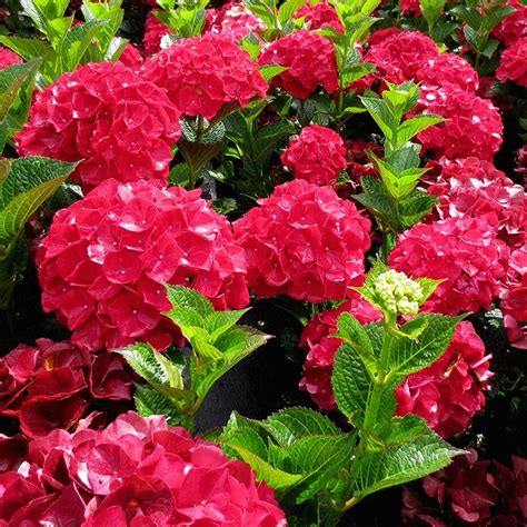 Magical Ruby Red Hydrangea Shrubs For Sale Online The Tree Center