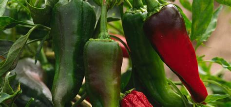 Chile Teaching Garden Open For Self Guided Tours Las Cruces Bulletin