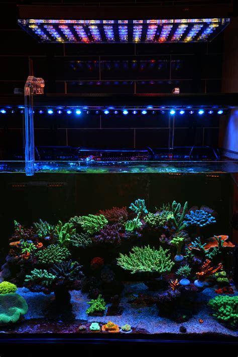 Reef Aquarium Led Light Photos Gallery • Orphek