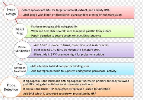 Nucleic Acid Hybridization