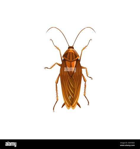 Cockroach Icon Insect Parasite And Pest Control Domestic Disinsection