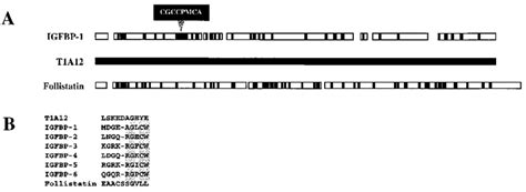 A Protein Sequence Comparison Black Regions Indicate Amino Acids Download Scientific Diagram