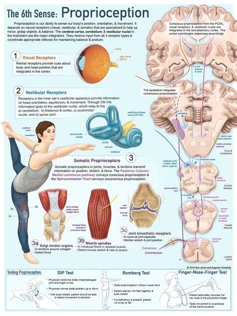Proprioceptors Diagram