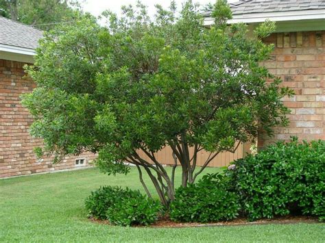 Best Small Zone Trees Images On Pinterest Shrubs Zone And Shrub