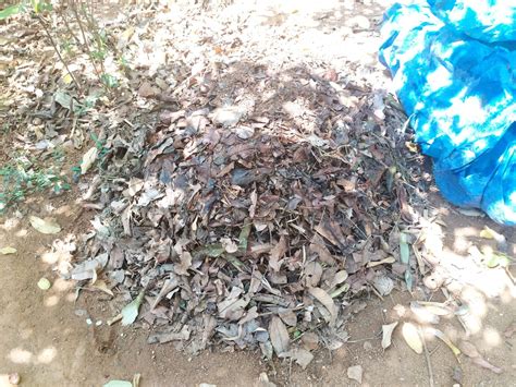 My Experiments With Farming Kitchen Garden Composting Trials