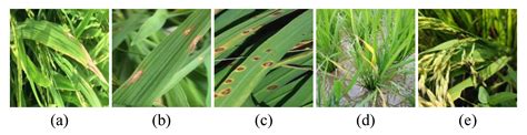 Rice Diseases Identification Method Based On Improved Yolov7 Tiny