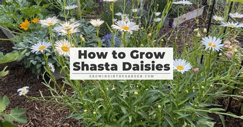 How To Grow Shasta Daisies Growing In The Garden